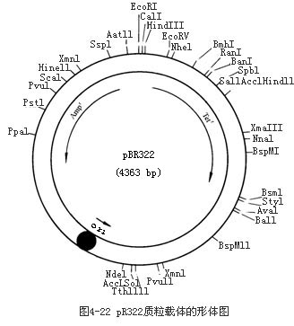 r质粒,t质粒,f质粒_大山谷图库